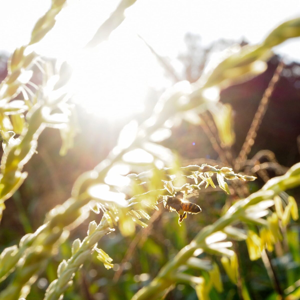GALLERY: Indian Corn Harvest 2022 | Economic Development Corporation ...
