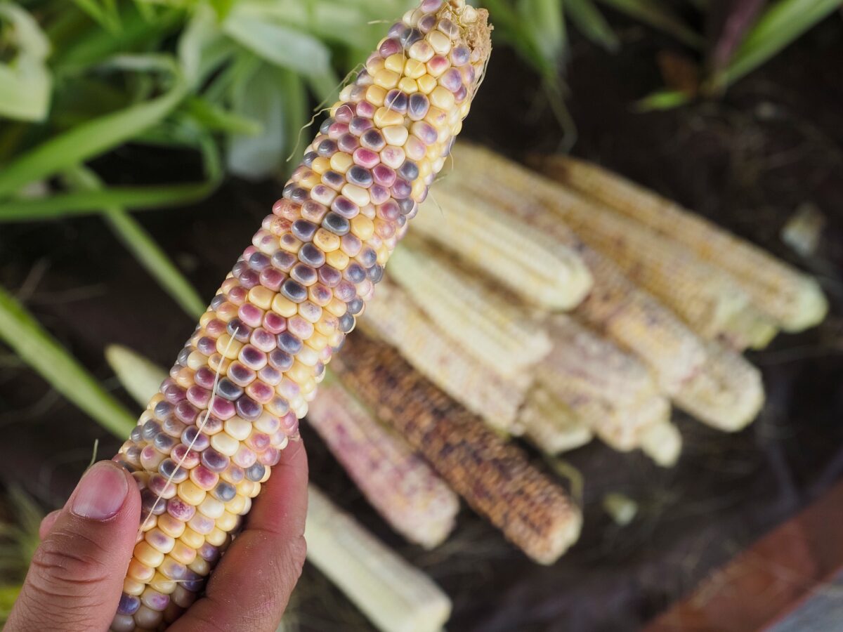 GALLERY: 2023 Traditional Indian Corn Harvest | Economic Development ...