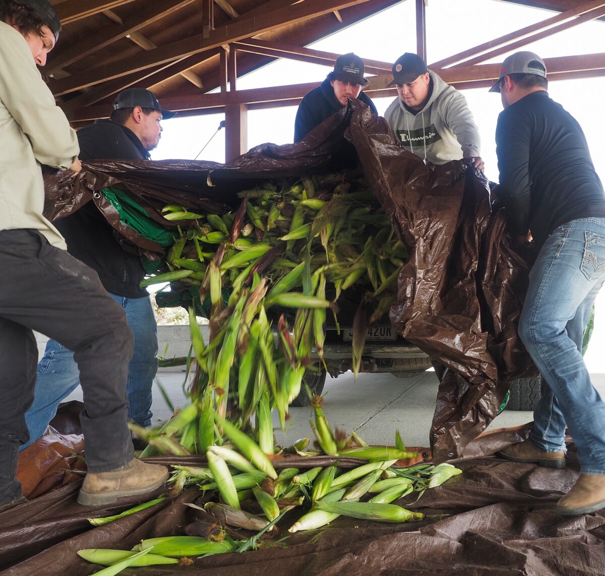 GALLERY: 2023 Traditional Indian Corn Harvest | Economic Development ...